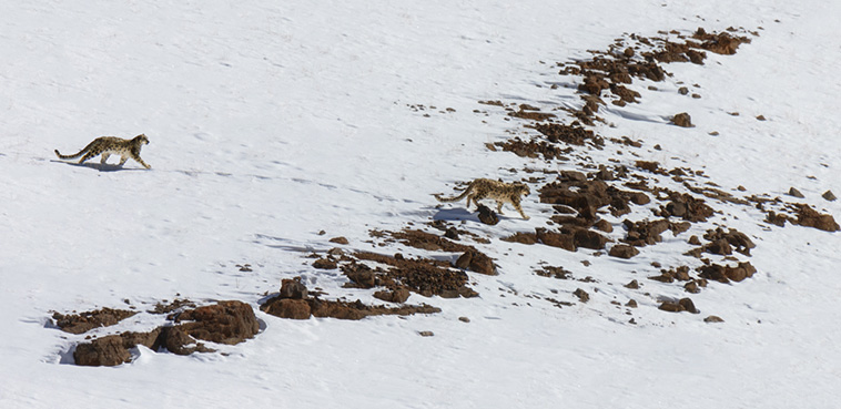 INDIA leopardo delle nevi