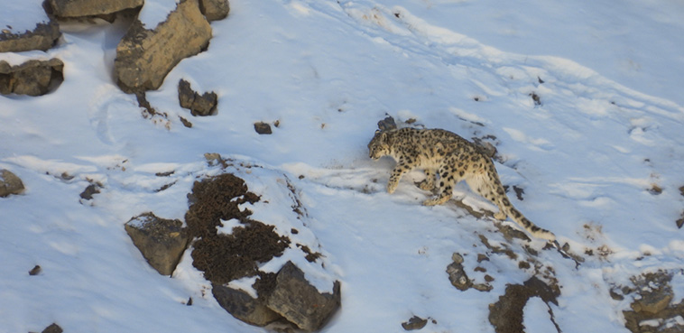 INDIA leopardo delle nevi